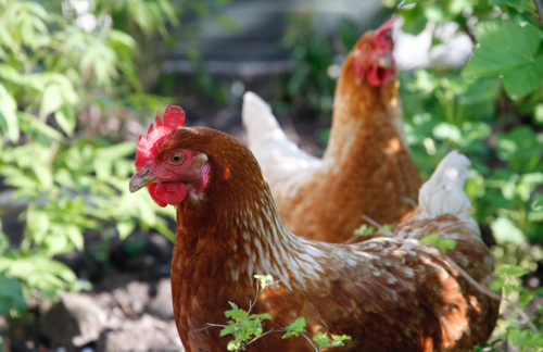 Plants Poisonous to Chickens - Backyard Poultry